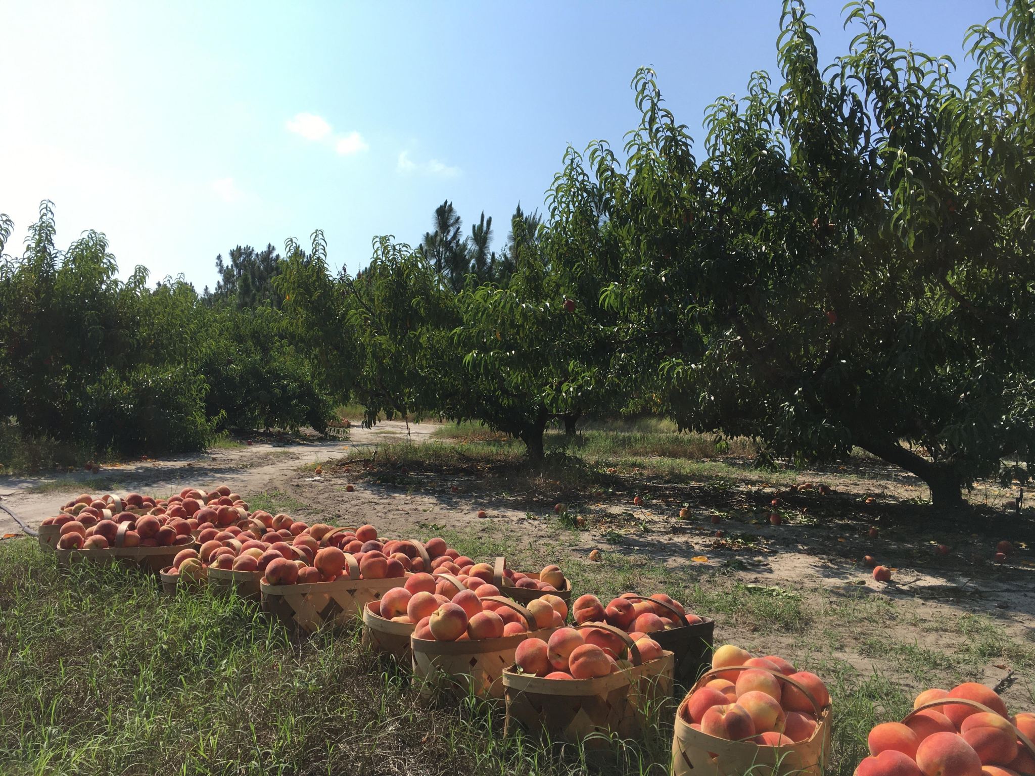 Pricing & Varieties – Ken Chappell's Peaches and Apples